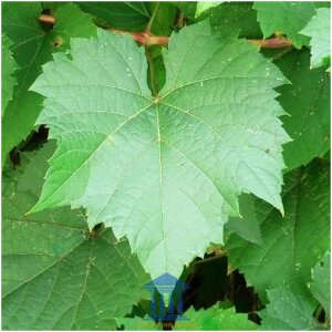 Fresh Kypos Vine Leaves - Euro Fine Foods